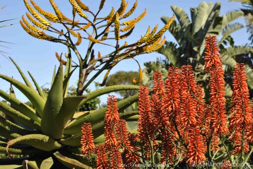Taringa House of Colourful Aloes – Our Australian Gardens
