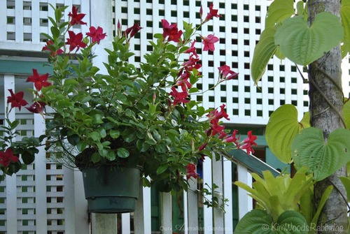 Nafanua: A Little Paradise in the Suburbs – Our Australian Gardens