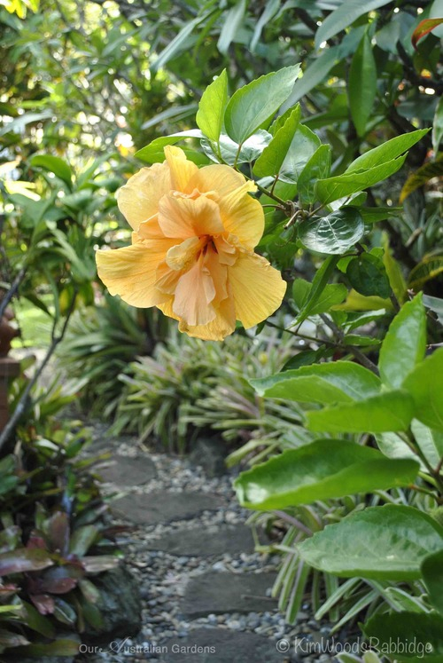 Nafanua: A Little Paradise in the Suburbs – Our Australian Gardens