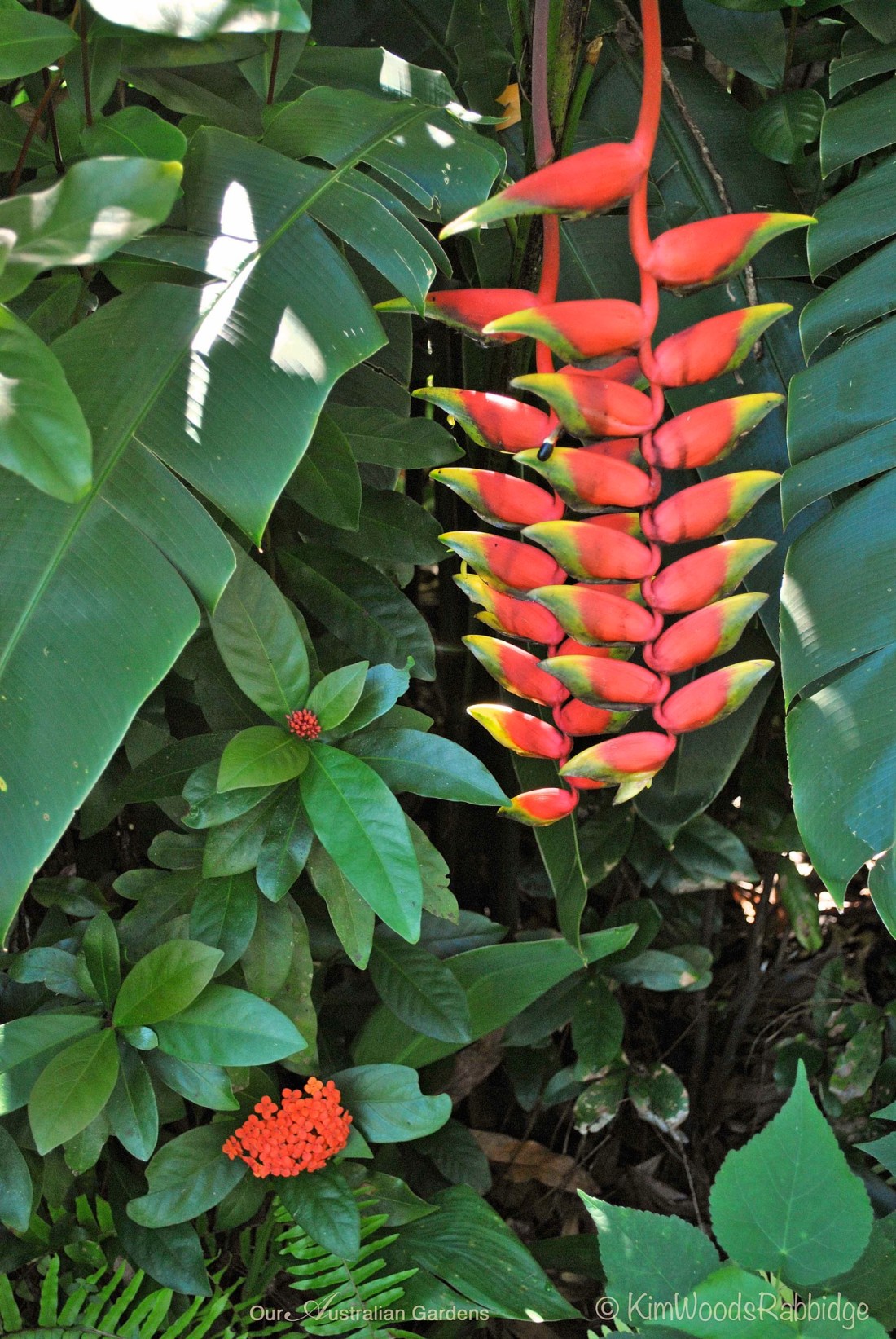 Beehive ginger Stringybark©KimWoodsRabbidge-Our-Australian-Gardens copy ...