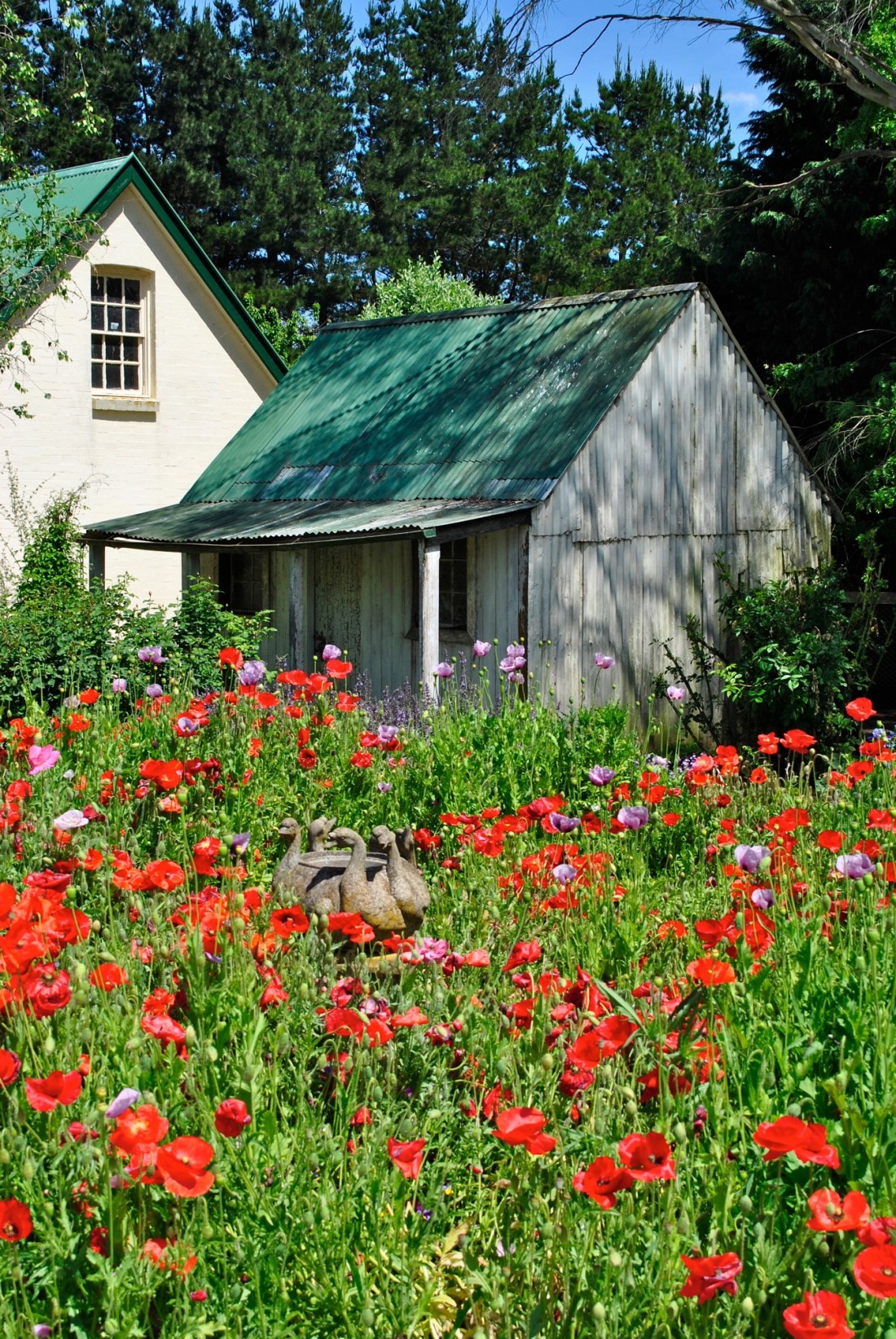 Red Cow Farm – Our Australian Gardens