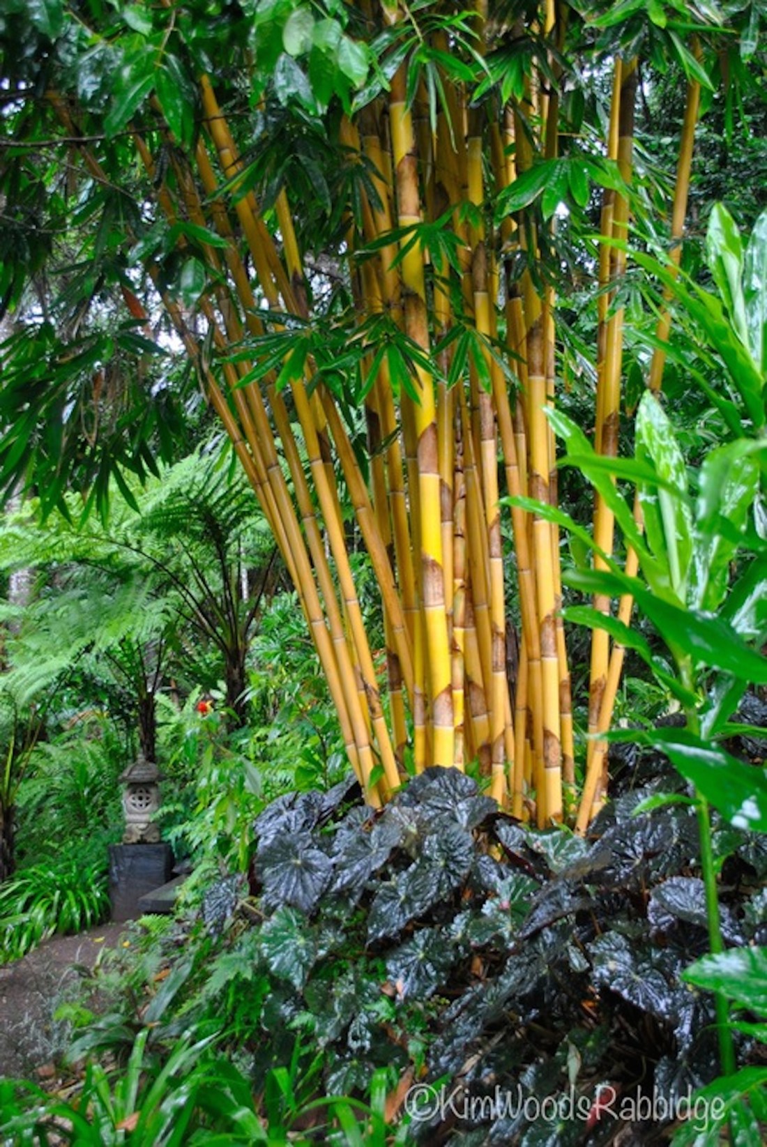 ‘Tabu’ Queensland – Our Australian Gardens