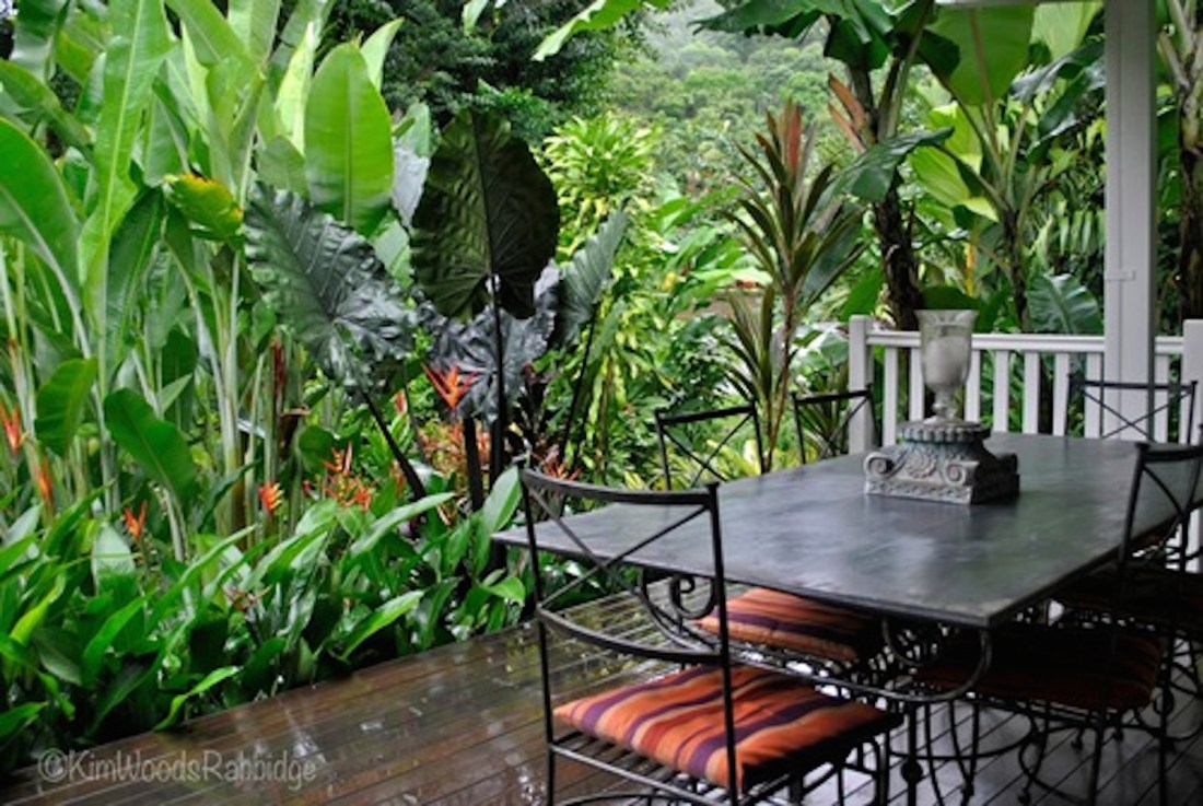 ‘Tabu’ Queensland – Our Australian Gardens