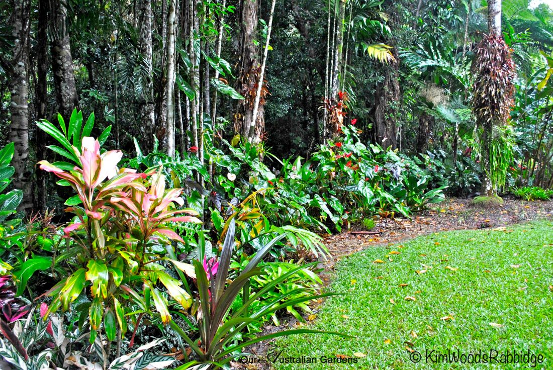 Ceramist Mollie Bosworth’s Kuranda garden – Our Australian Gardens